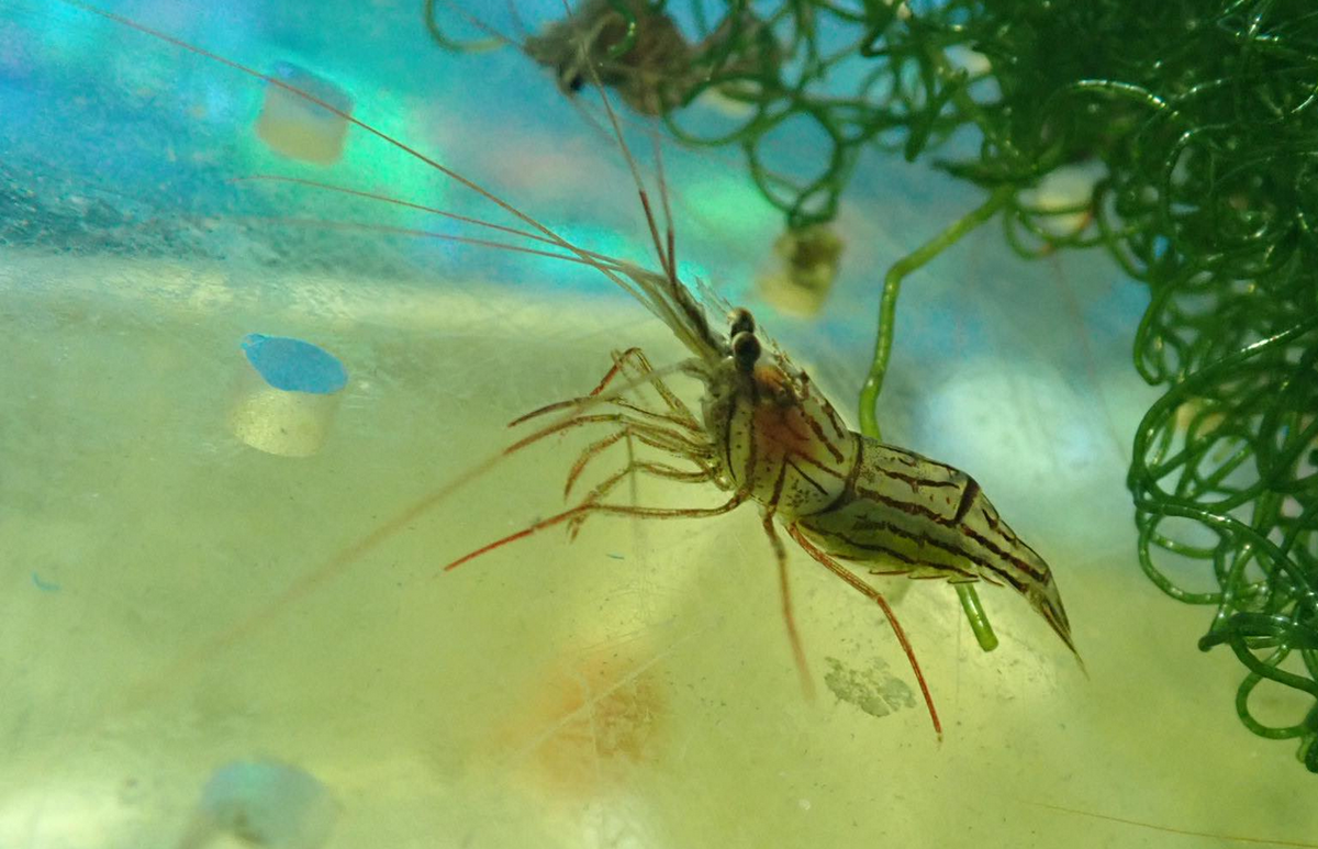 PEPPERMINT SHRIMP – Gallery Aquatica