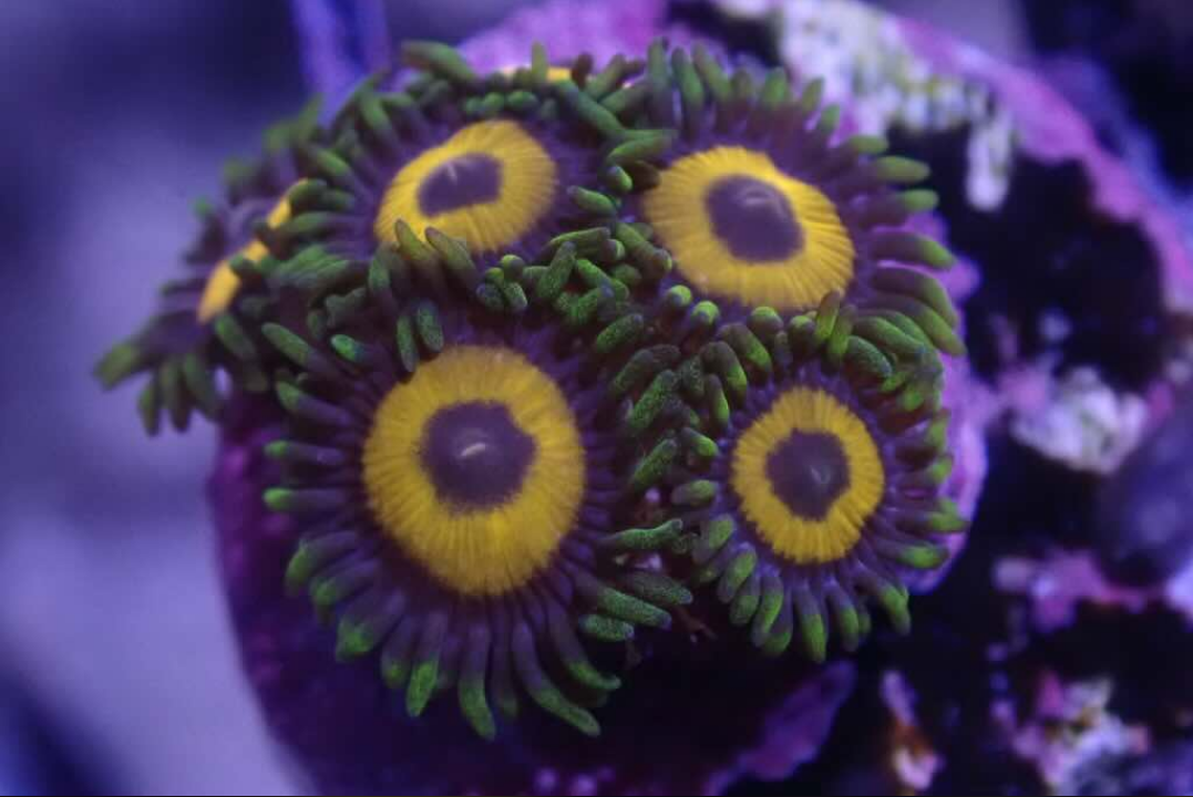 AQUACULTURED 'EAGLE EYE' ZOANTHID FRAG – Gallery Aquatica