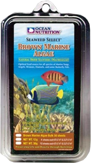 BROWN MARINE ALGAE – Gallery Aquatica