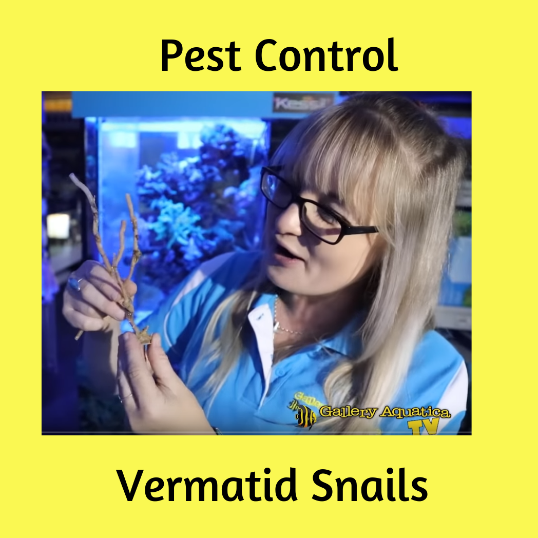 Pest Control - Vermetid Snails – Gallery Aquatica