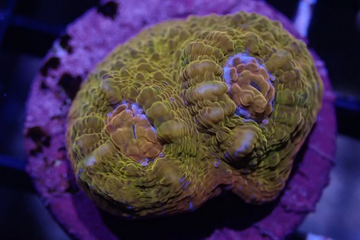 AQUACULTURED 24K GOLD CHALICE FRAG – Gallery Aquatica