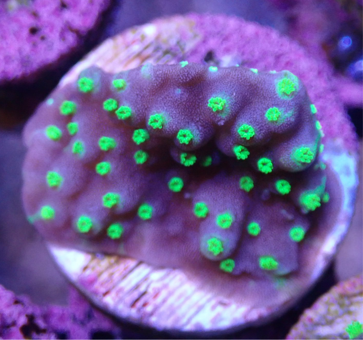 AQUACULTURED ISOPORA FRAG – Gallery Aquatica