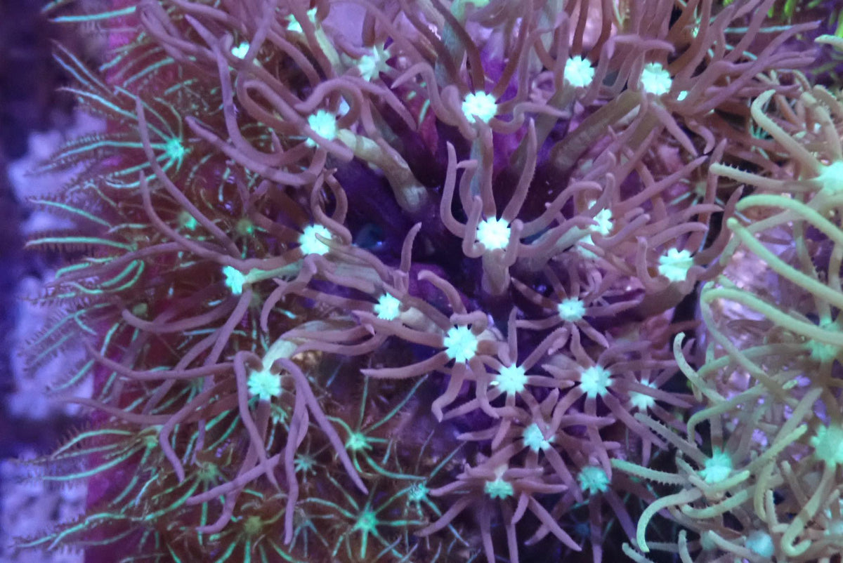 AQUACULTURED PURPLE STAR POLYP FRAG – Gallery Aquatica