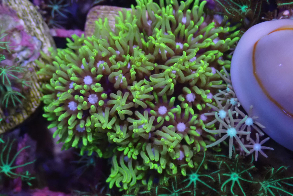 AQUACULTURED ULTRA GREEN STAR POLYP MAT GSP FRAG – Gallery Aquatica
