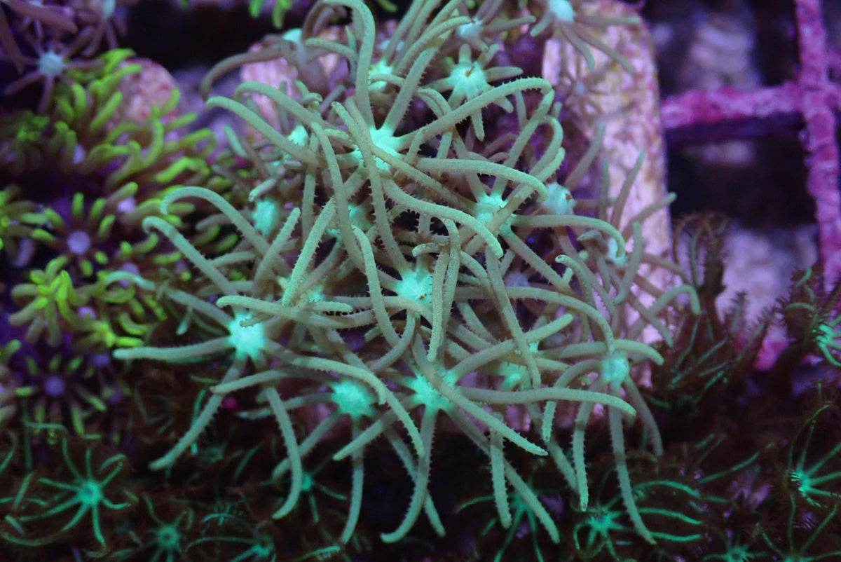 AQUACULTURED ULTRA GREEN STAR POLYP MAT GSP FRAG – Gallery Aquatica