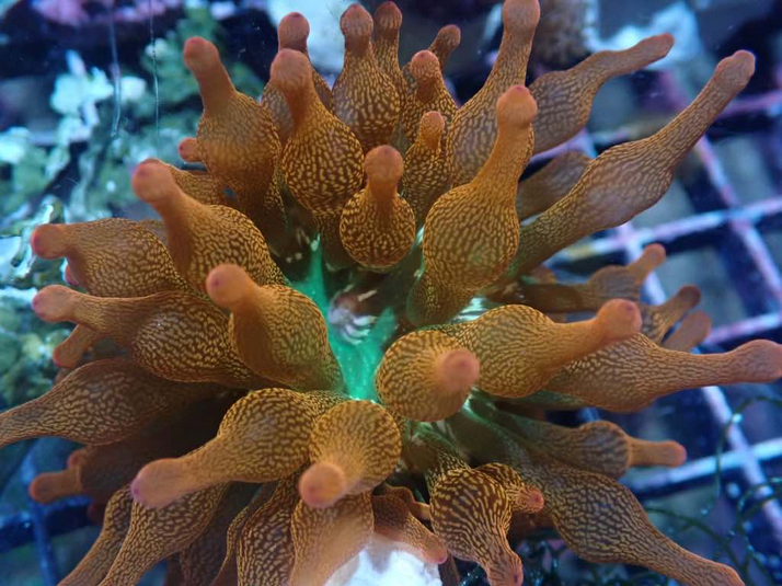 AQUACULTURED FRBTA FROSTED / FOREST FIRE ANEMONE – Gallery Aquatica