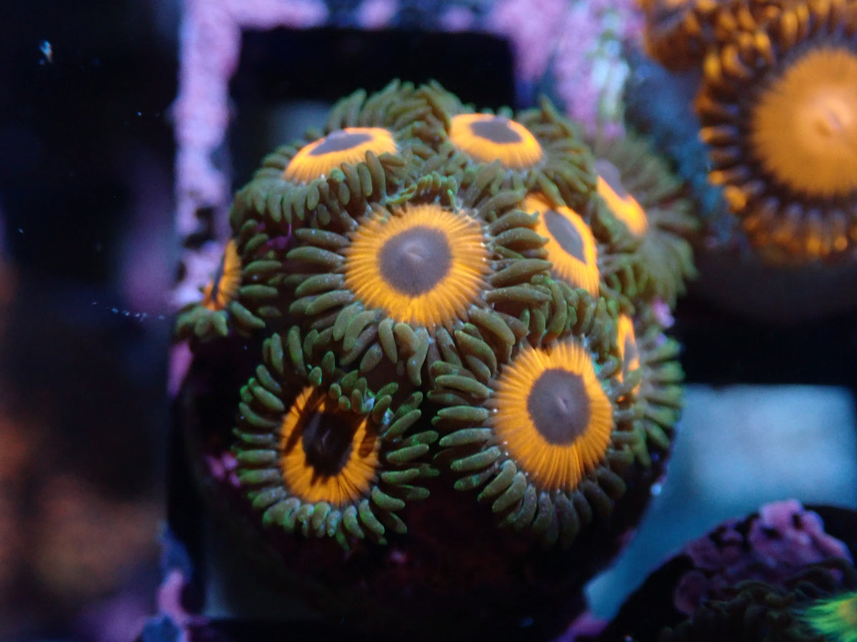 AQUACULTURED 'WHAMMIN WATERMELON' ZOA FRAG – Gallery Aquatica