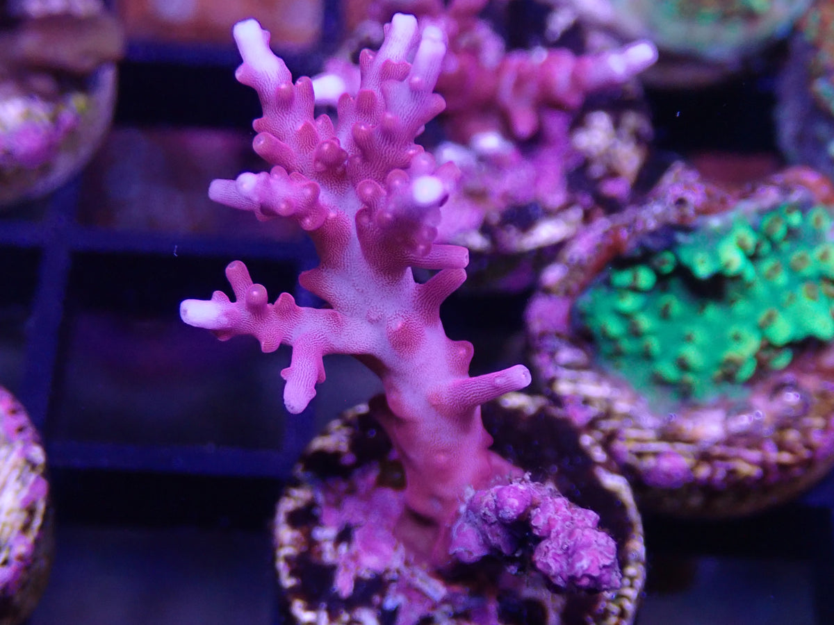 AQUACULTURED RED DRAGON ACROPORA – Gallery Aquatica