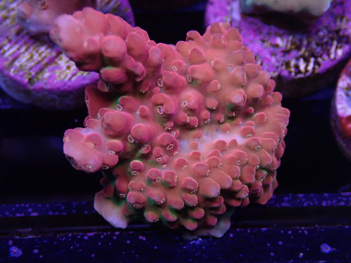 AQUACULTURED 'FIRE TRUCK' ACROPORA ROSARIA FRAG – Gallery Aquatica