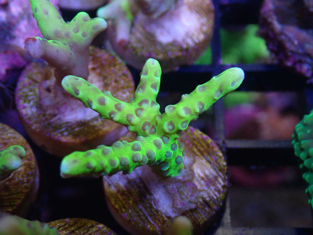 AQUACULTURED GREEN GOBLIN ANACROPORA – Gallery Aquatica