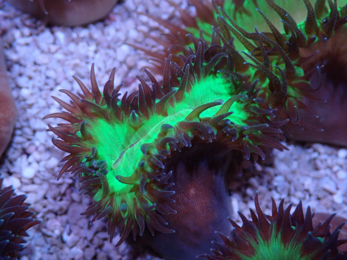WILD 'KNUCKLE' AKA ‘WALKING DENDRO’ - HETEROPSAMMIA COCHLEA CORAL ...