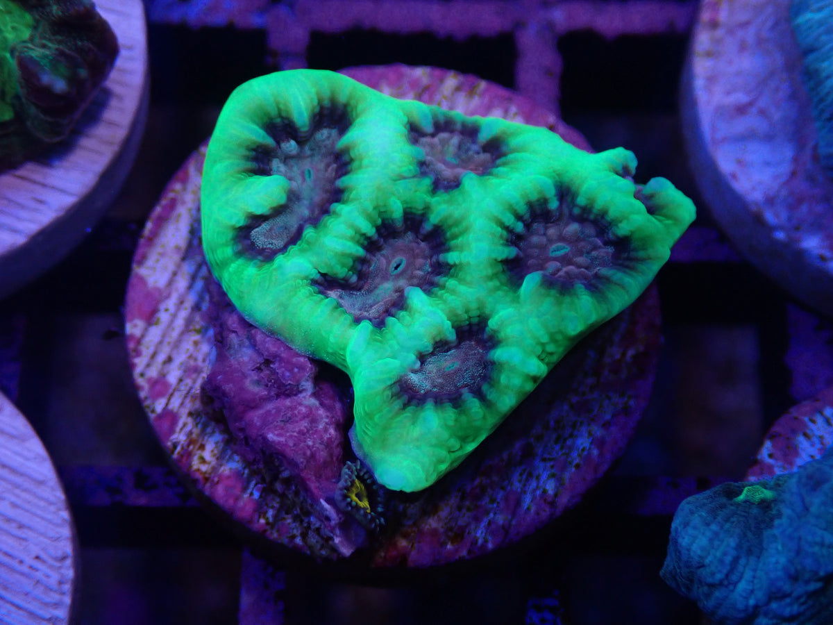 AQUACULTRED PINK MOUTH FAVIA – Gallery Aquatica