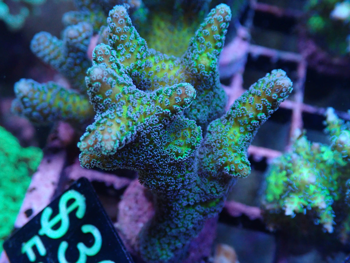 AQUACULTURED 'BIRD OF PARADISE' BOP SERIATOPORA FRAG – Gallery Aquatica