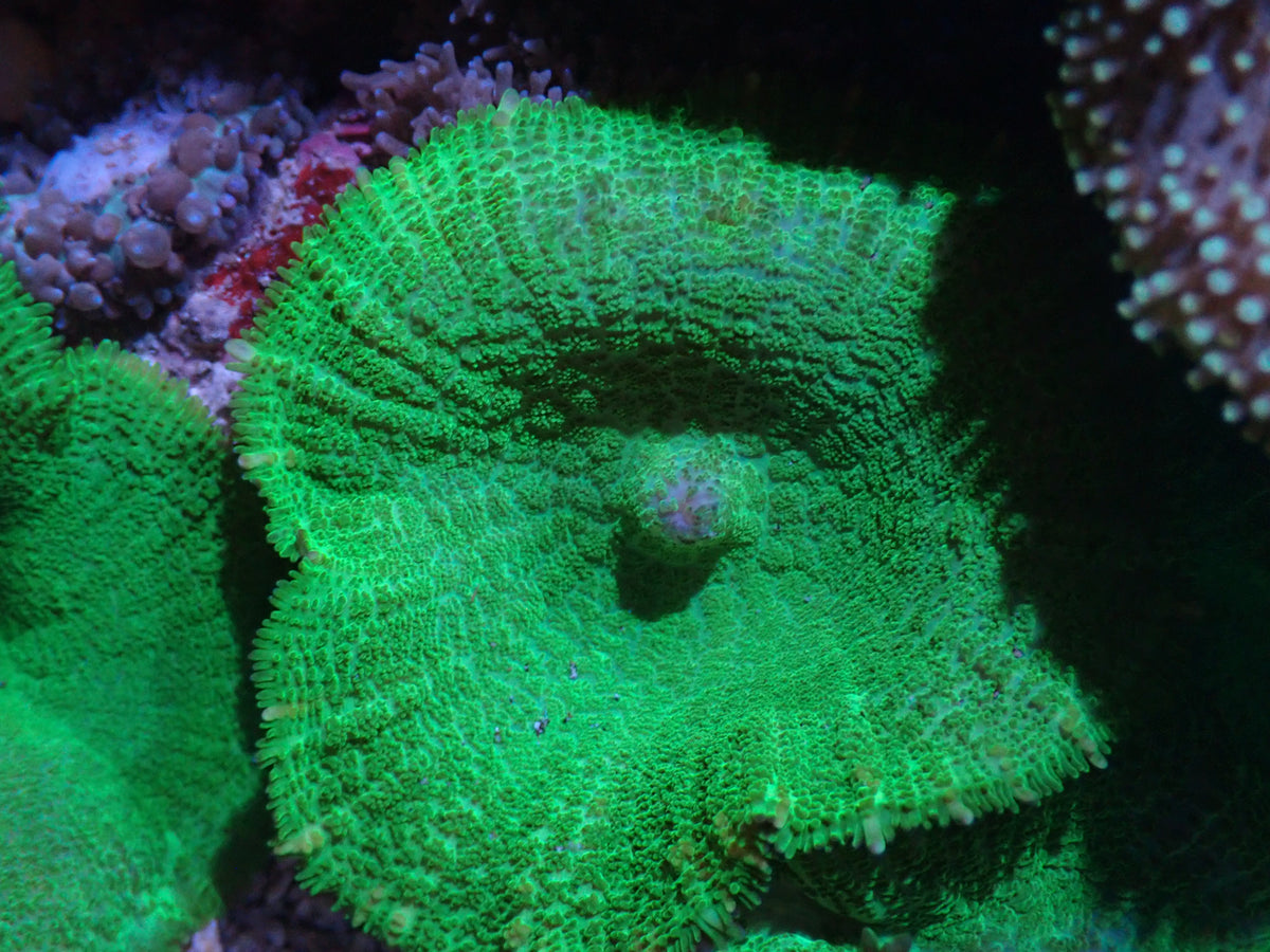 WILD ULTRA GREEN RHODACTIS- PER MOUTH – Gallery Aquatica