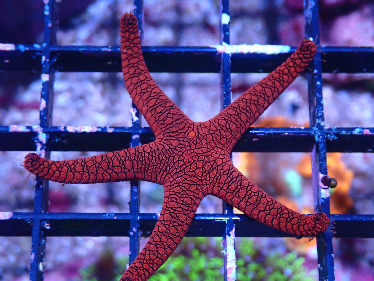 RED FROMIA SEA STAR STARFISH – Gallery Aquatica