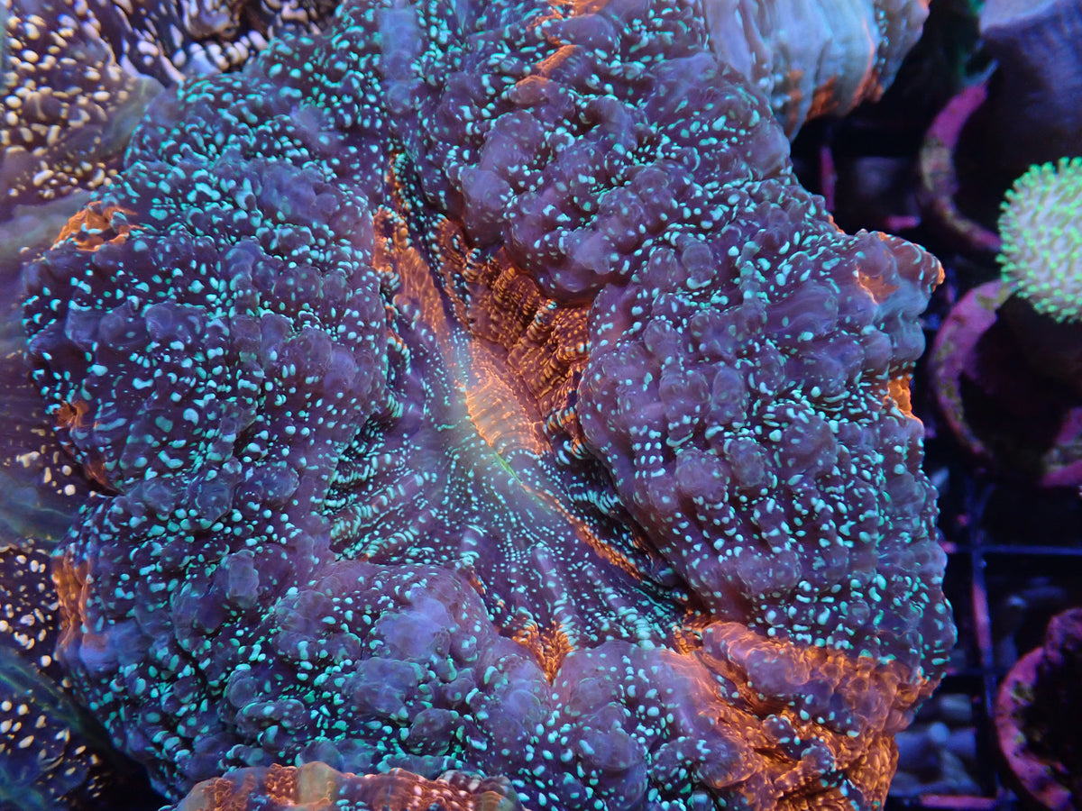 WYSIWYG WILD WAR PAINT DESHAYESIANA 2 – Gallery Aquatica