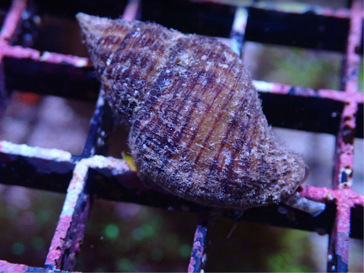 POLLIA VERMETID EATING SNAIL – Gallery Aquatica