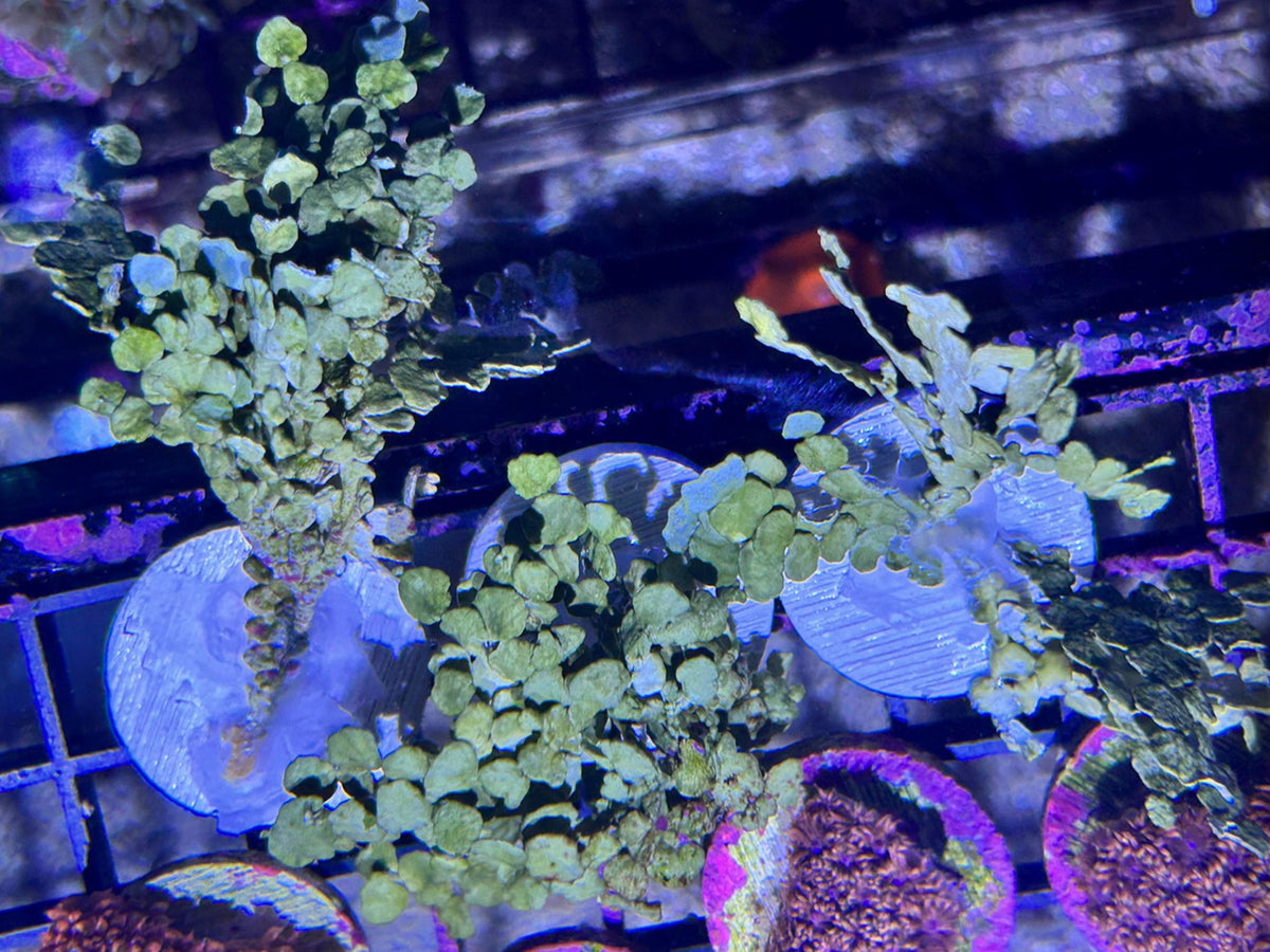 AQUACULTURED HALIMEDA MACROALGAE CHUNK/FRAG – Gallery Aquatica