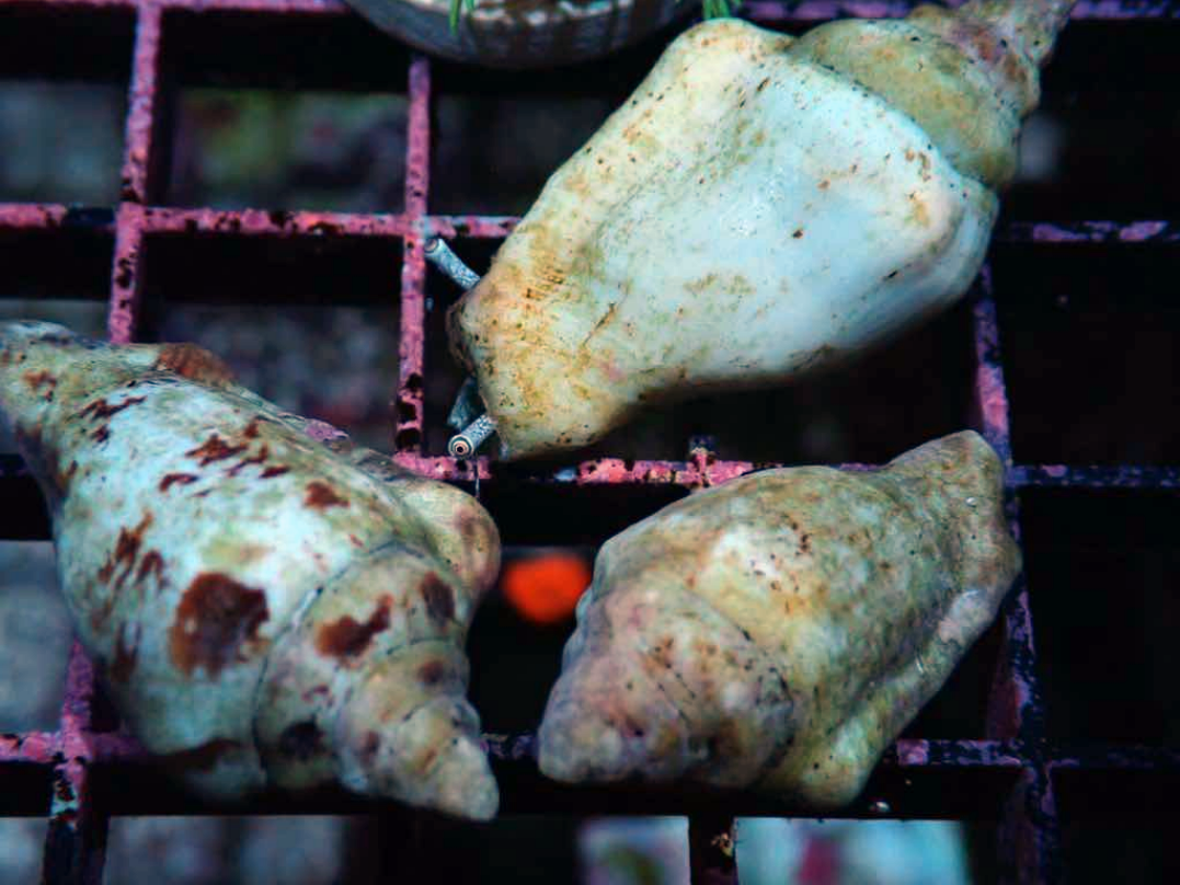 WESTERN NANO STROMBUS SNAIL – Gallery Aquatica