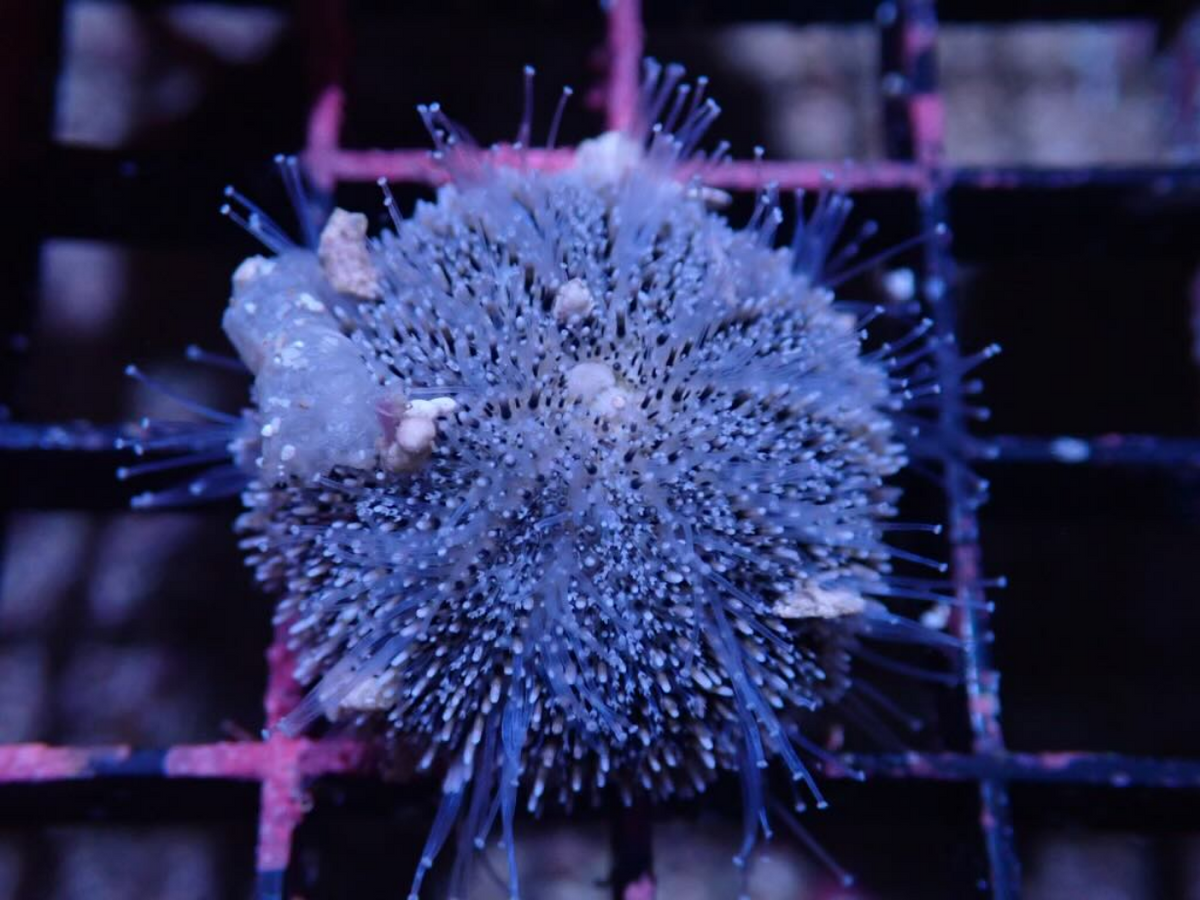 BURROWING COLLECTOR URCHIN – Gallery Aquatica