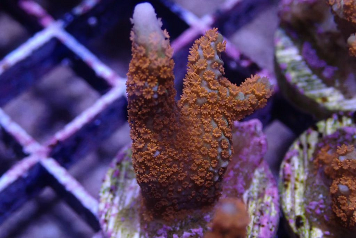AQUACULTURED 'FOREST FIRE' MONTIPORA DIGITATA FRAG – Gallery Aquatica