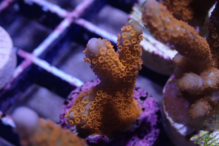 AQUACULTURED 'FOREST FIRE' MONTIPORA DIGITATA FRAG – Gallery Aquatica