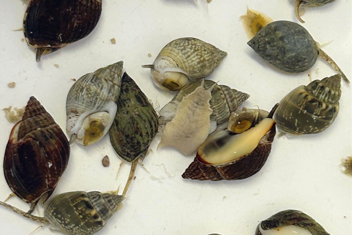 NASSARIUS ZOMBIE SNAIL – Gallery Aquatica