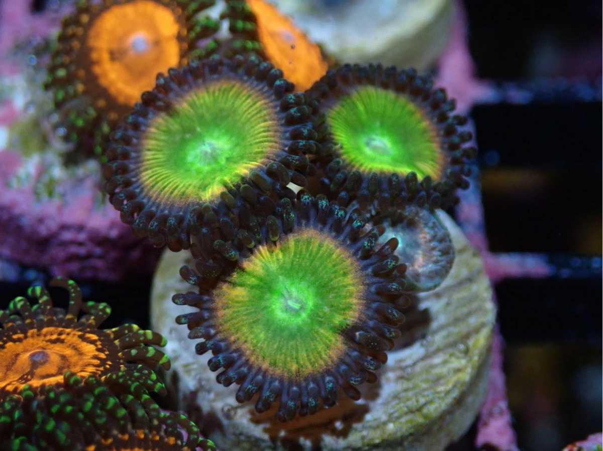 AQUACULTURED 'RAINBOW RAPTOR' ZOANTHID FRAG – Gallery Aquatica