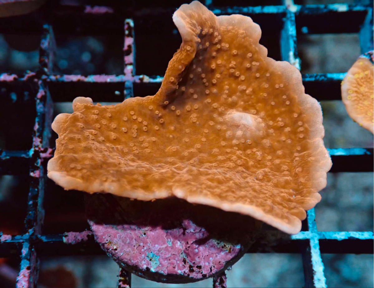 AQUACULTURED RED SCROLLING MONTIPORA CAP FRAG – Gallery Aquatica