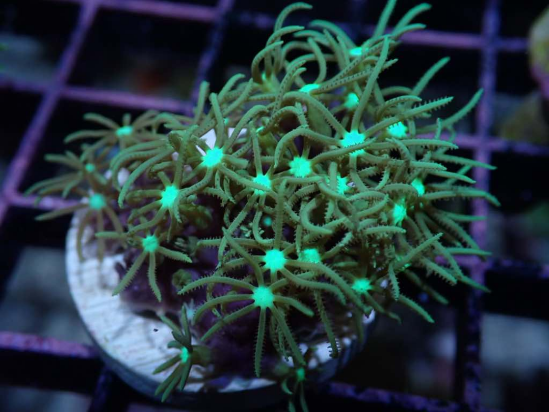 AQUACULTURED TEAL GREEN STAR POLYP (GSP) FRAG – Gallery Aquatica