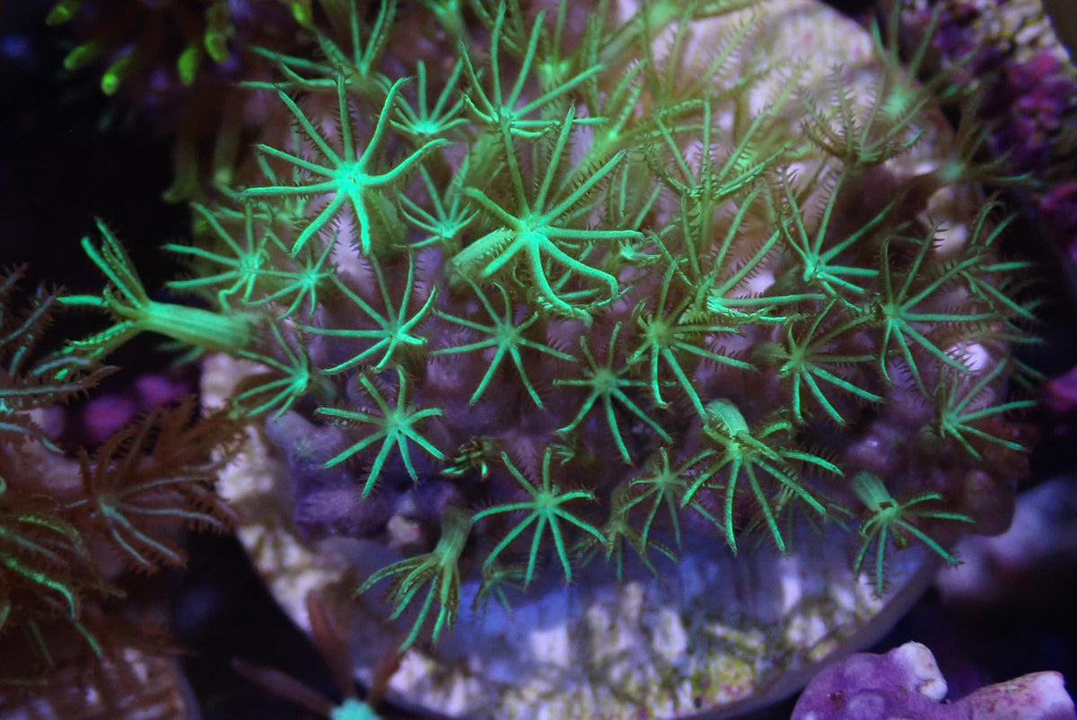 AQUACULTURED TOXIC GREEN STAR POLYP (GSP) BRIARIUM – Gallery Aquatica